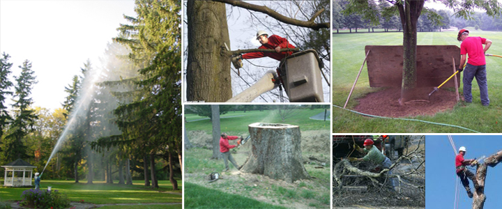 Tree Services NJ - TREE-TECH, Inc.